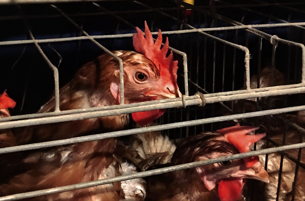 Symptoms and Prevention of CRD in Poultry