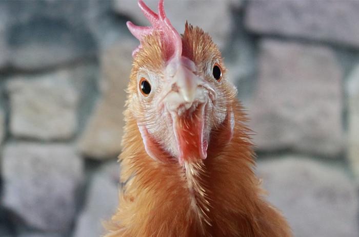 Colibacillosis in Poultry: Effective Diagnosis and Treatment Methods
